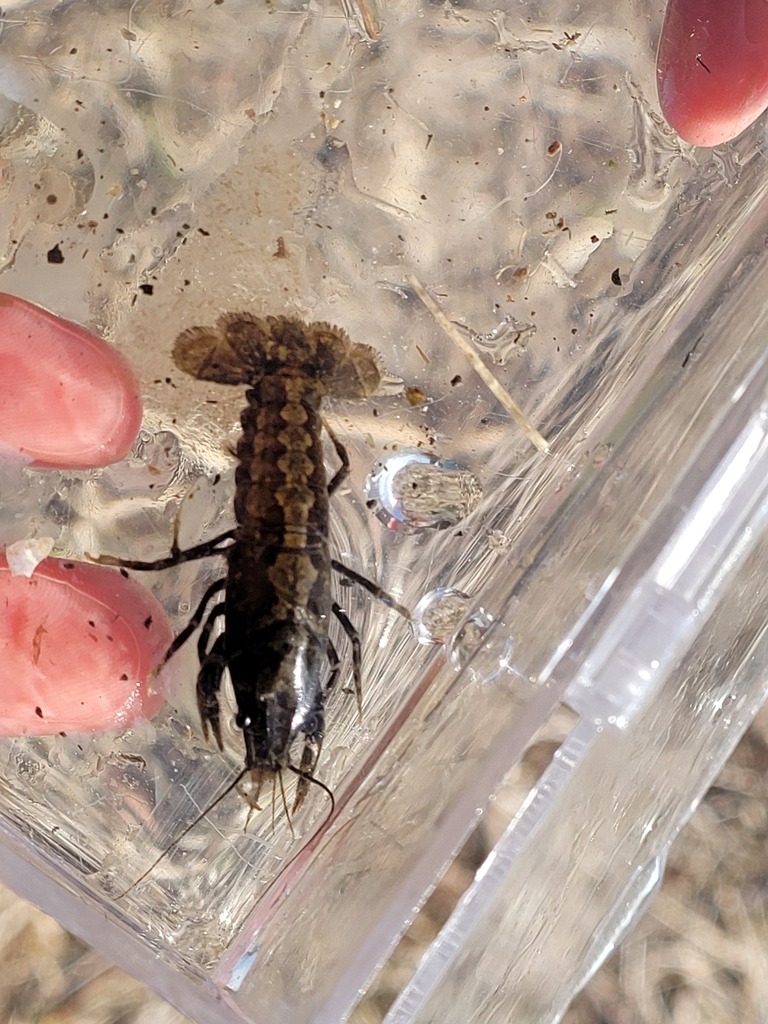 Calico Crayfish from Waterloo, ON, Canada on March 24, 2024 at 04:35 PM ...