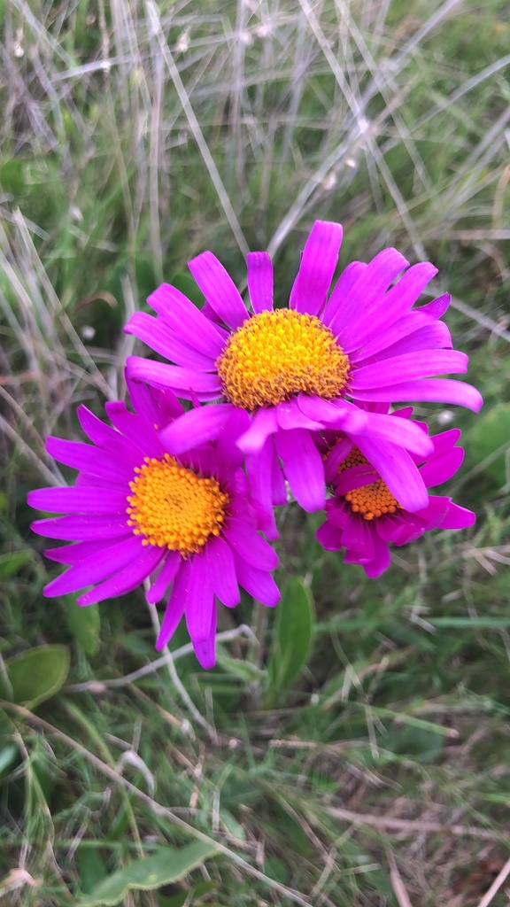 Senecio pulcher from La Floresta, Canelones, UY on March 21, 2024 at 05 ...