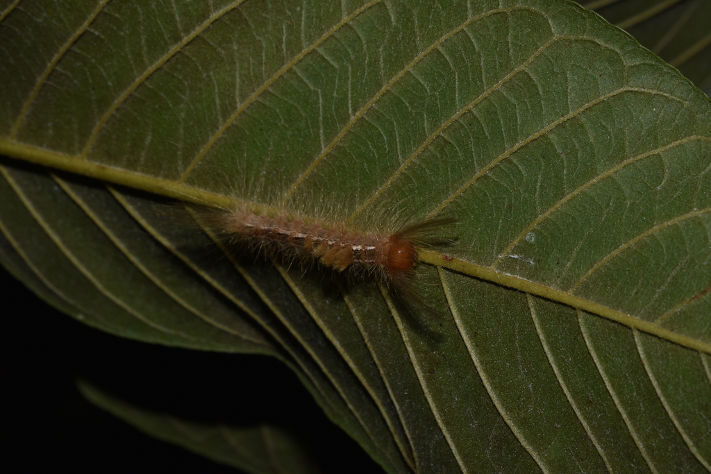 Butterflies and Moths from Cainta, 1900 Rizal, Philippines on March 19 ...