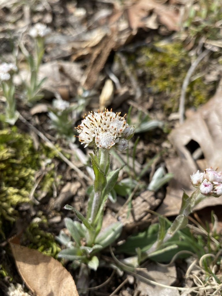 Parlin's Pussytoes in March 2024 by Jim Oehmke · iNaturalist