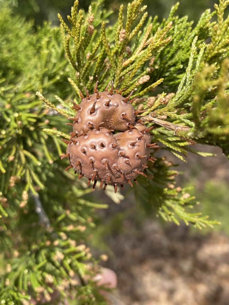 juniper-apple rust in March 2024 by Jim Oehmke · iNaturalist