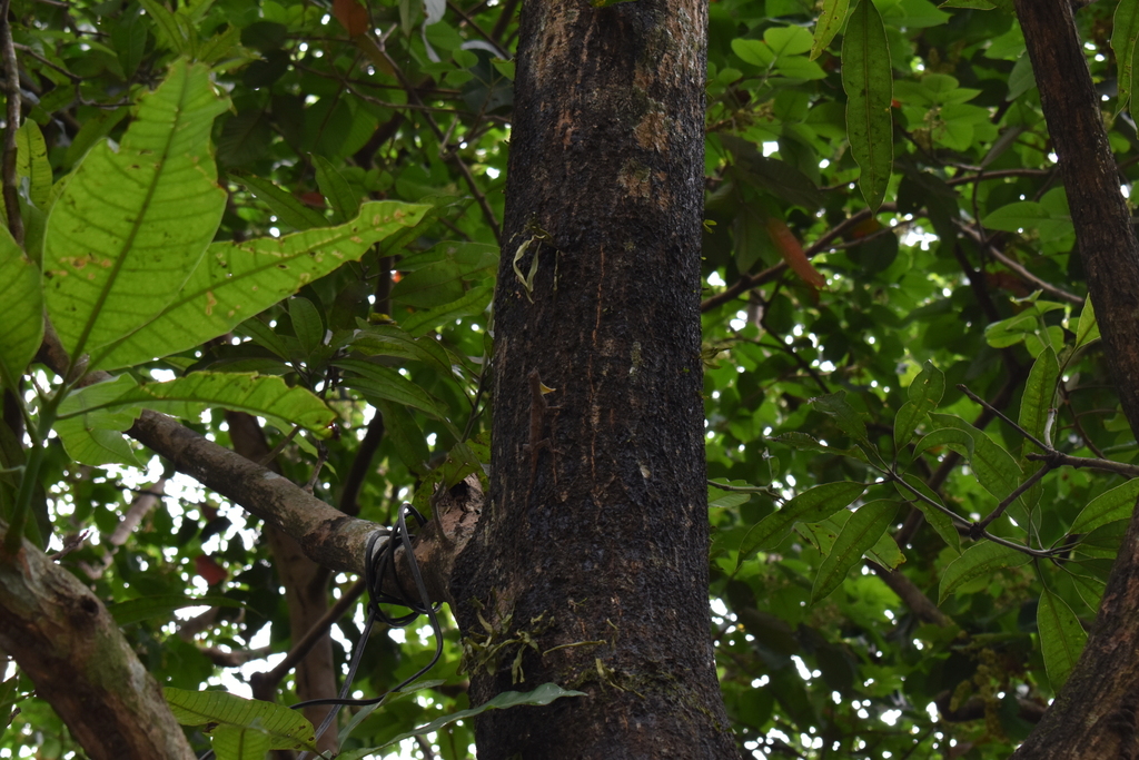 Philippine Flying Dragon from Taytay, 1920 Rizal, Philippines on March ...