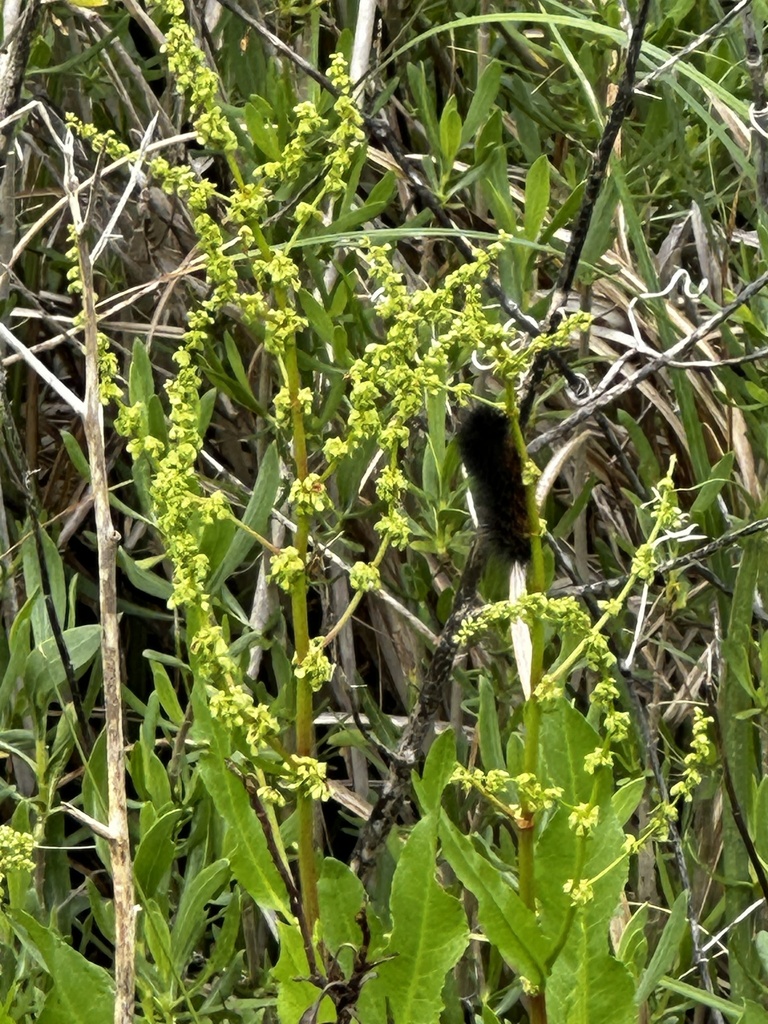 swamp dock from Bobcat Woods Trail, Brazoria, TX, US on March 24, 2024 ...
