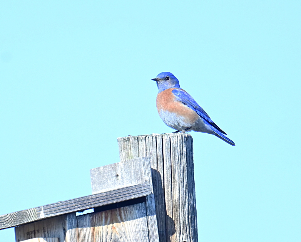 Western Bluebird from Lake Country, BC, Canada on March 24, 2024 at 04: ...