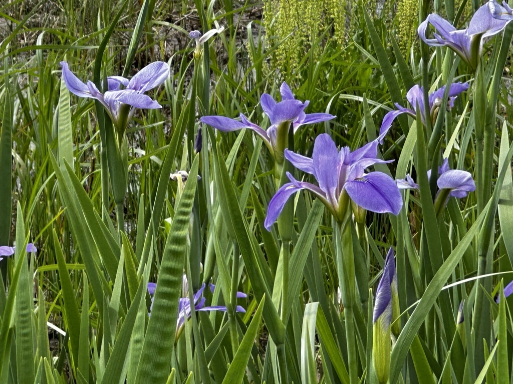 giant blue iris from Bobcat Woods Trail, Brazoria, TX, US on March 24 ...