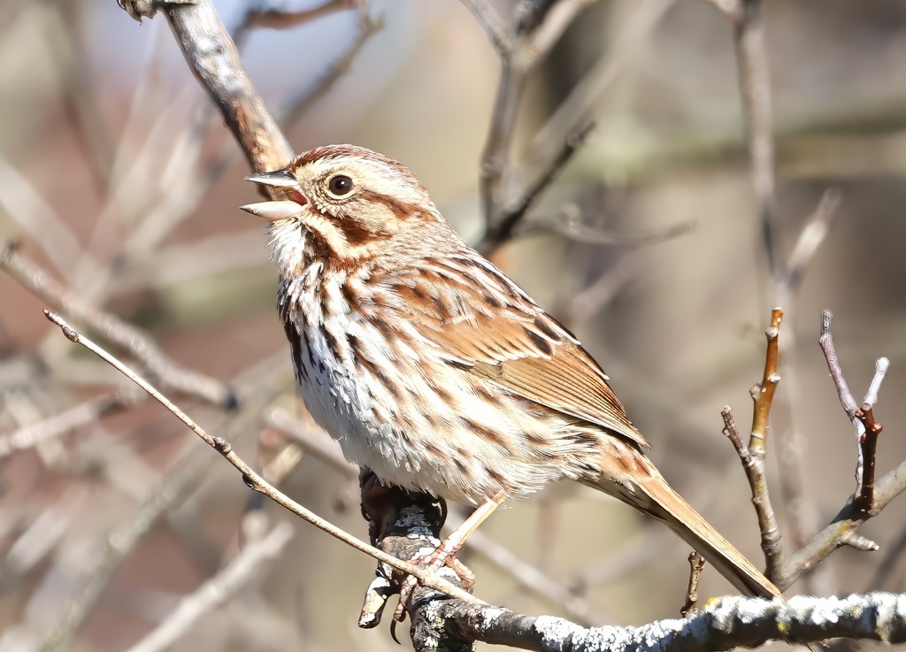Song Sparrow from Second Woods Park, St. Catharines, ON, Canada on ...