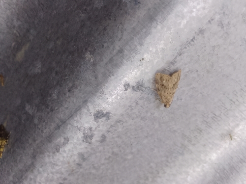 Moca nephallactis · iNaturalist Mexico