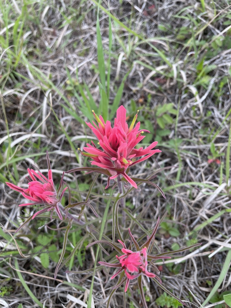 Purple paintbrush from US-84, Gatesville, TX, US on March 24, 2024 at ...