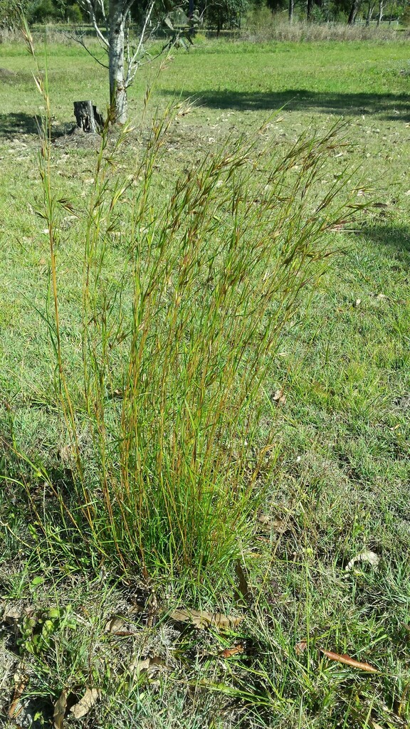Grader Grass in October 2015 by PeterCopping · iNaturalist