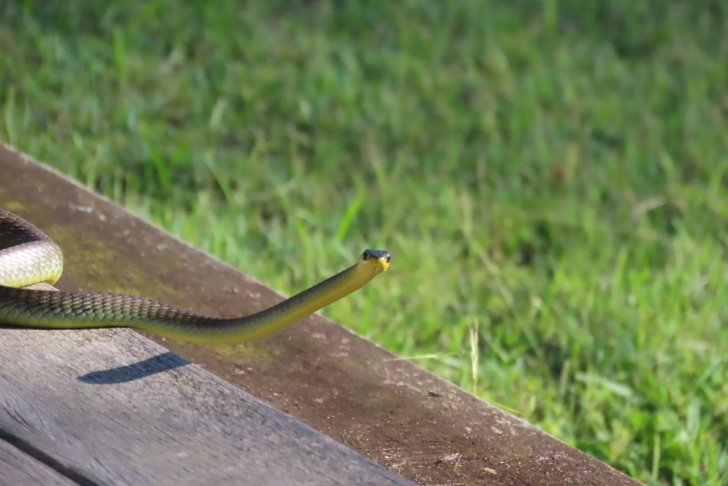 Common Tree Snake from Coomba Park NSW 2428, Australia on March 24 ...
