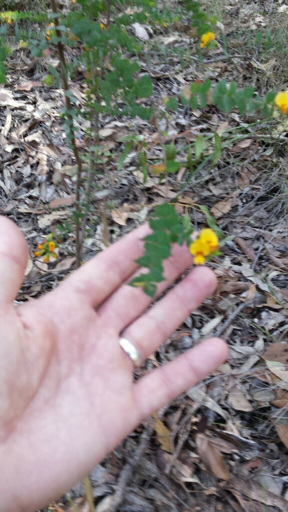 spiny bush-pea in October 2015 by PeterCopping · iNaturalist