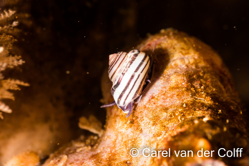 Gibbula zonata · iNaturalist