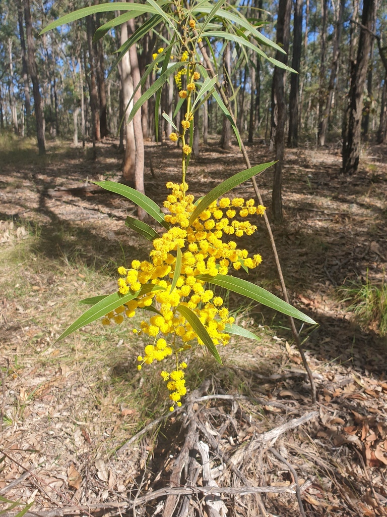 Zig-zag Wattle in August 2022 by PeterCopping · iNaturalist