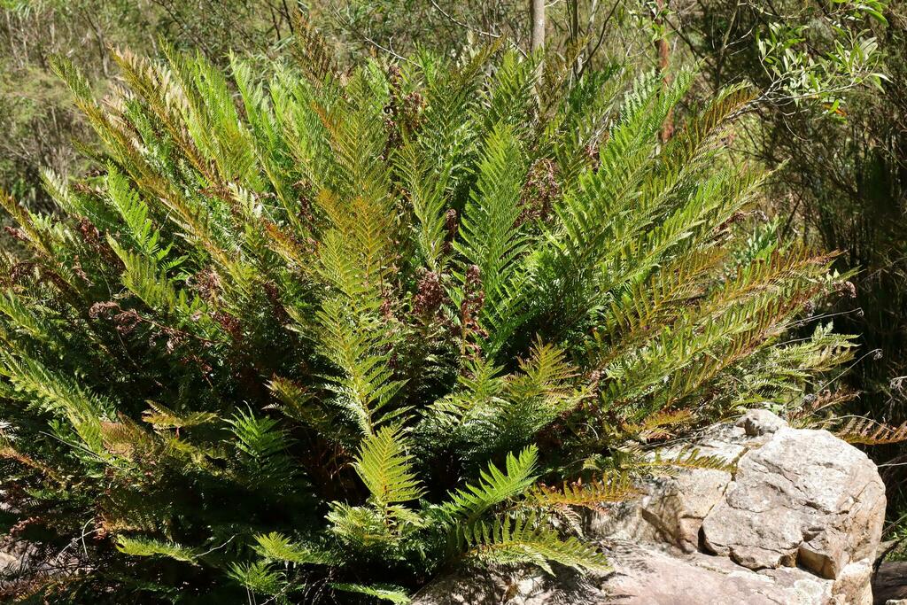 king fern from Zumsteins VIC 3401, Australia on February 7, 2024 at 02: ...