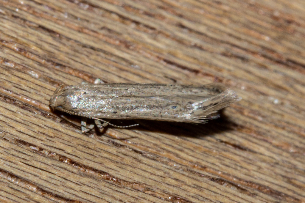 Megacraspedus calamogonus from Purau 8972, New Zealand on March 18 ...