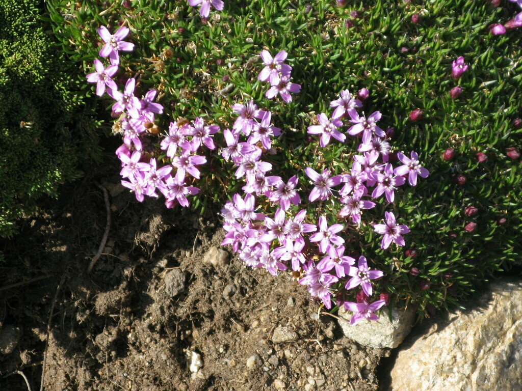 Moss Campion from Lake County, CO, USA on July 5, 2014 at 09:44 AM by ...