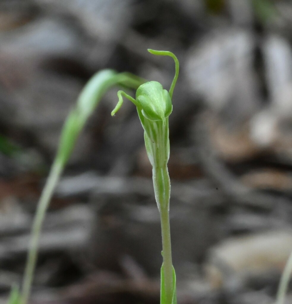 Pterostylis scitula from Koojan WA 6510, Australia on August 7, 2023 at ...