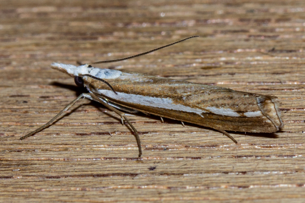 Common Grass Moth from Purau 8972, New Zealand on March 18, 2024 at 08: ...
