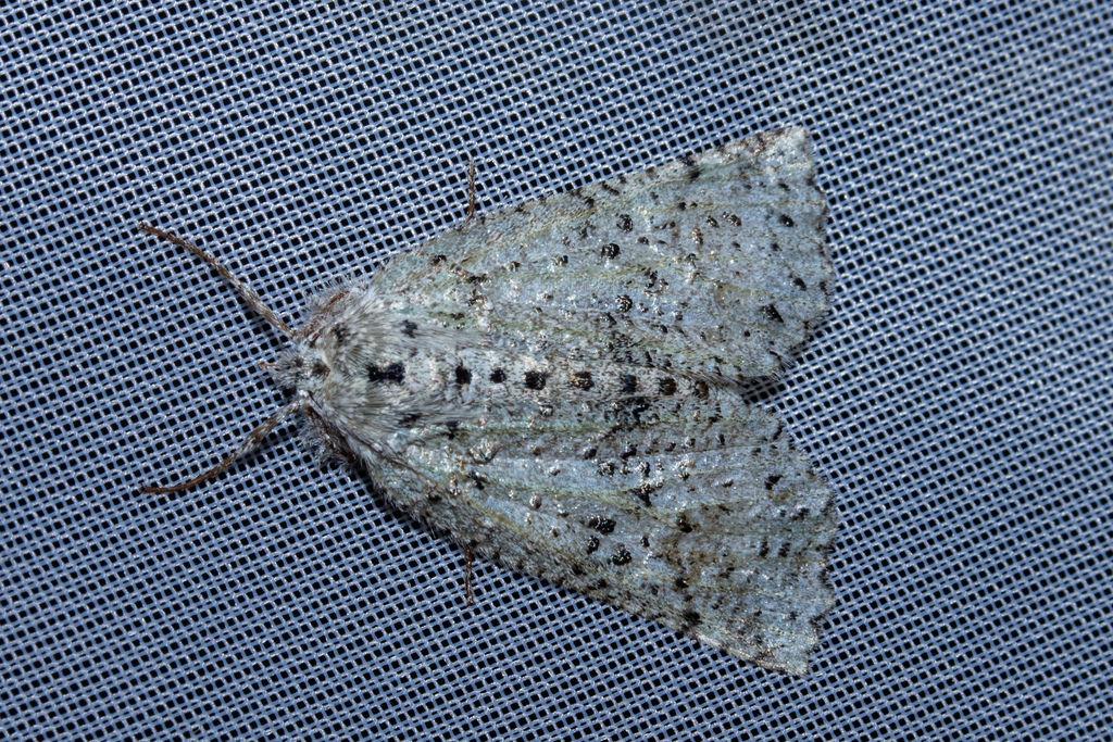 Forest Semilooper from Purau 8972, New Zealand on March 18, 2024 at 08: ...