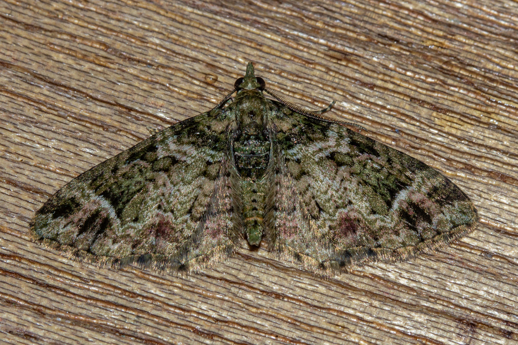 Pasiphila urticae from Purau 8972, New Zealand on March 18, 2024 at 09: ...