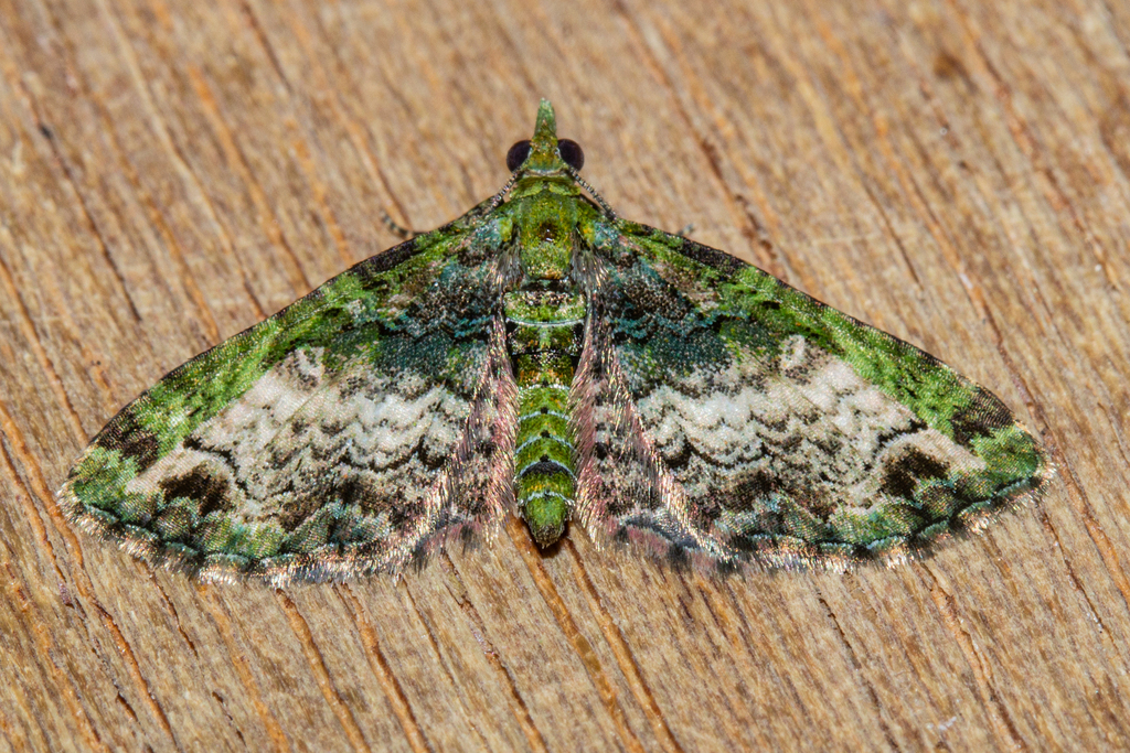Pasiphila malachita from Purau 8972, New Zealand on March 18, 2024 at ...