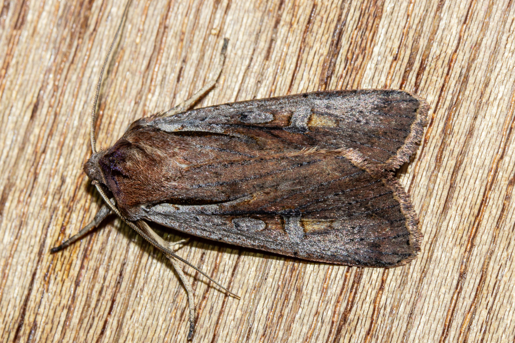 Ichneutica atristriga from Purau 8972, New Zealand on March 18, 2024 at ...