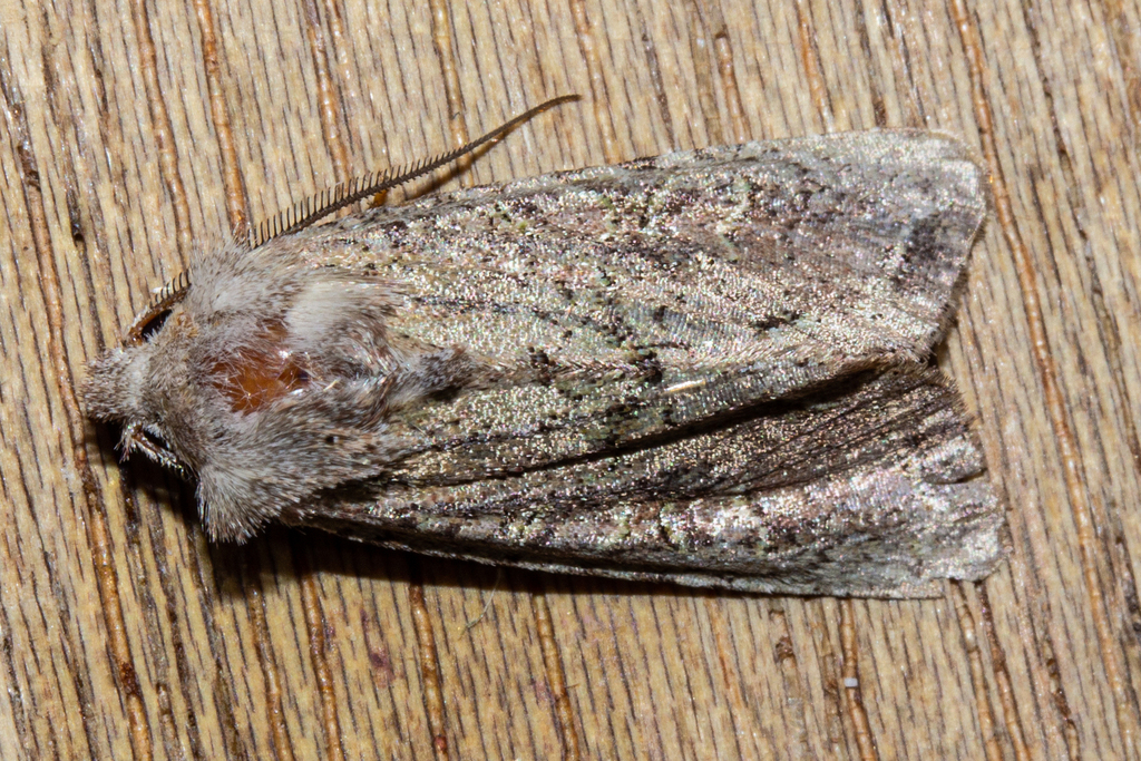 Ichneutica skelloni from Purau 8972, New Zealand on March 19, 2024 at ...