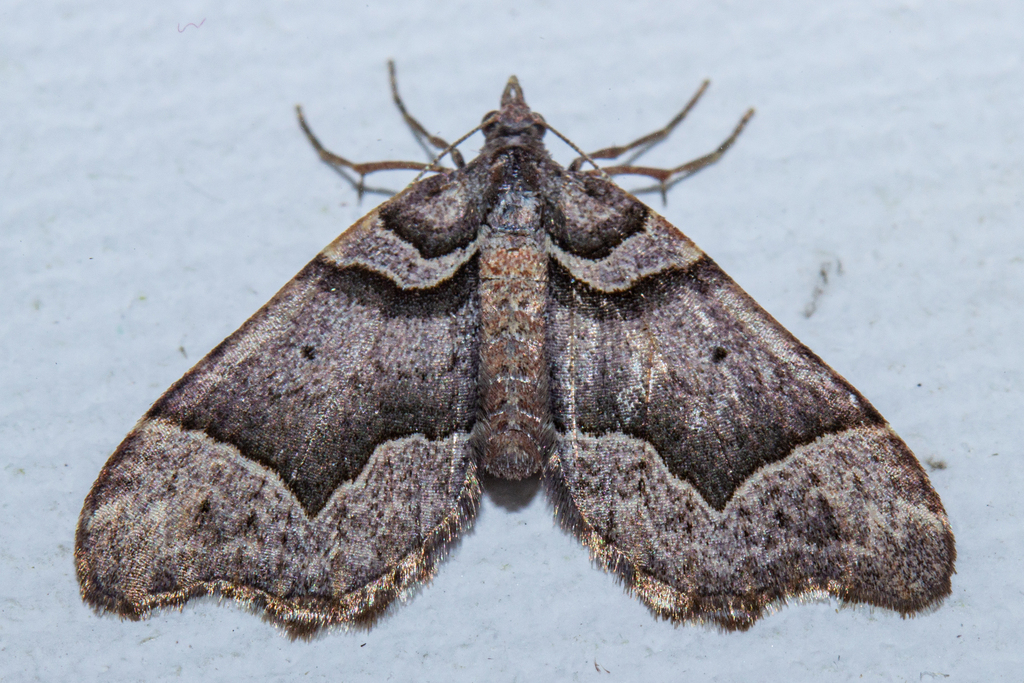 Angle Carpet from Purau 8972, New Zealand on March 19, 2024 at 09:45 AM ...