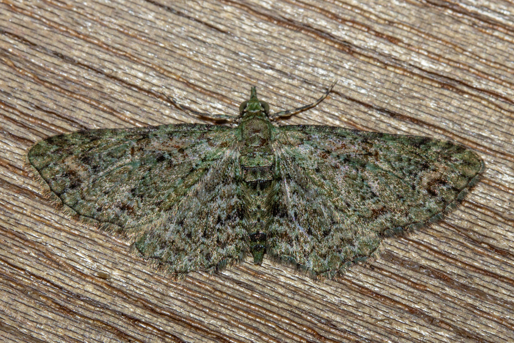 Pasiphila from Purau 8972, New Zealand on March 19, 2024 at 09:47 AM by ...