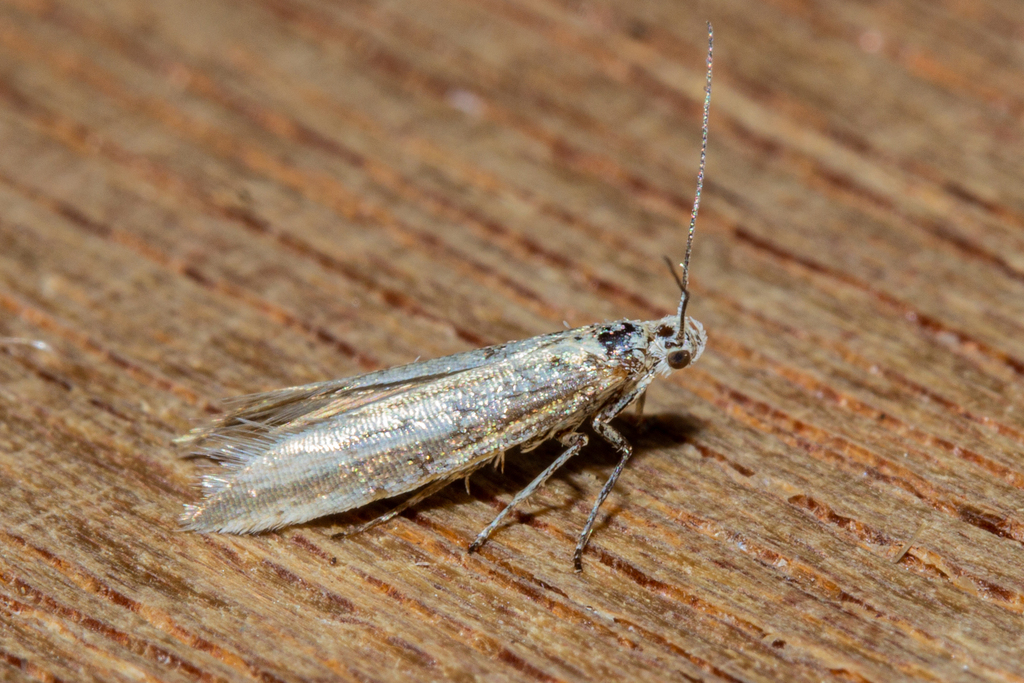 Glyphipterix cionophora from Purau 8972, New Zealand on March 19, 2024 ...