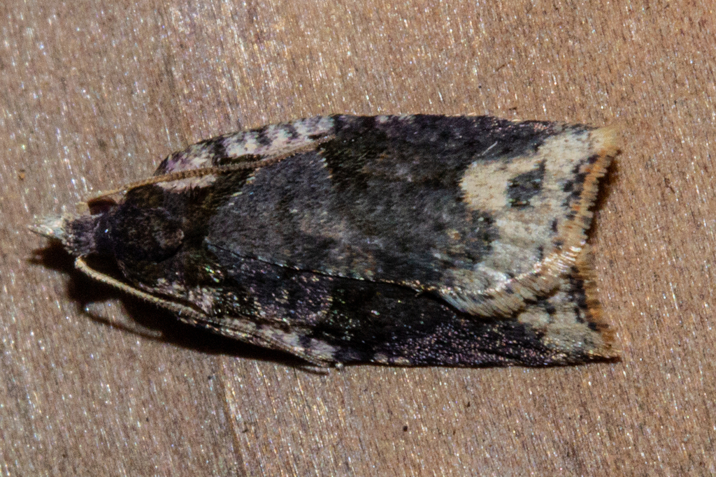 Blackheaded Leafroller from Purau 8972, New Zealand on March 19, 2024 ...