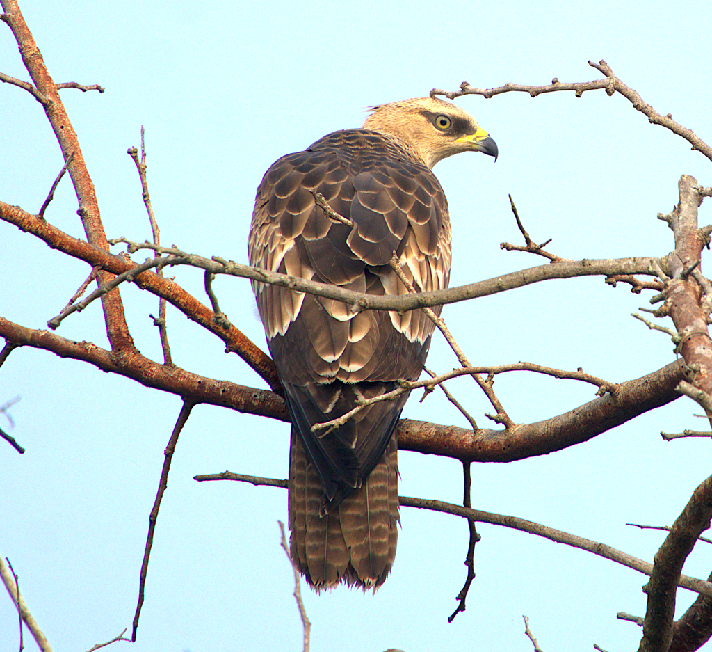 Oriental Honey-buzzard from Moogana Hundi Kere, Mullur, Karnataka ...