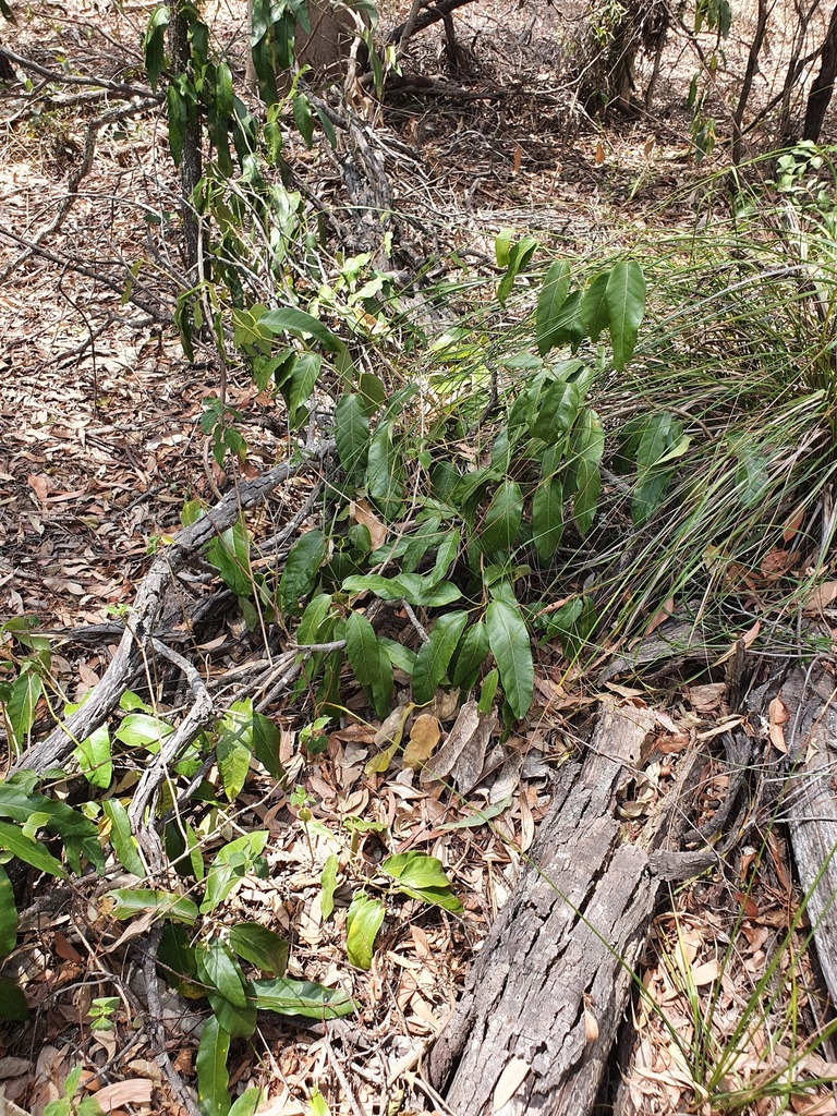 Common Silkpod in October 2020 by PeterCopping · iNaturalist