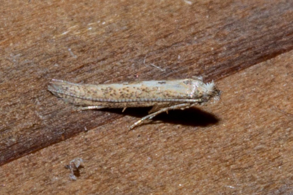 Bedellia from Purau 8972, New Zealand on March 20, 2024 at 12:08 AM by ...