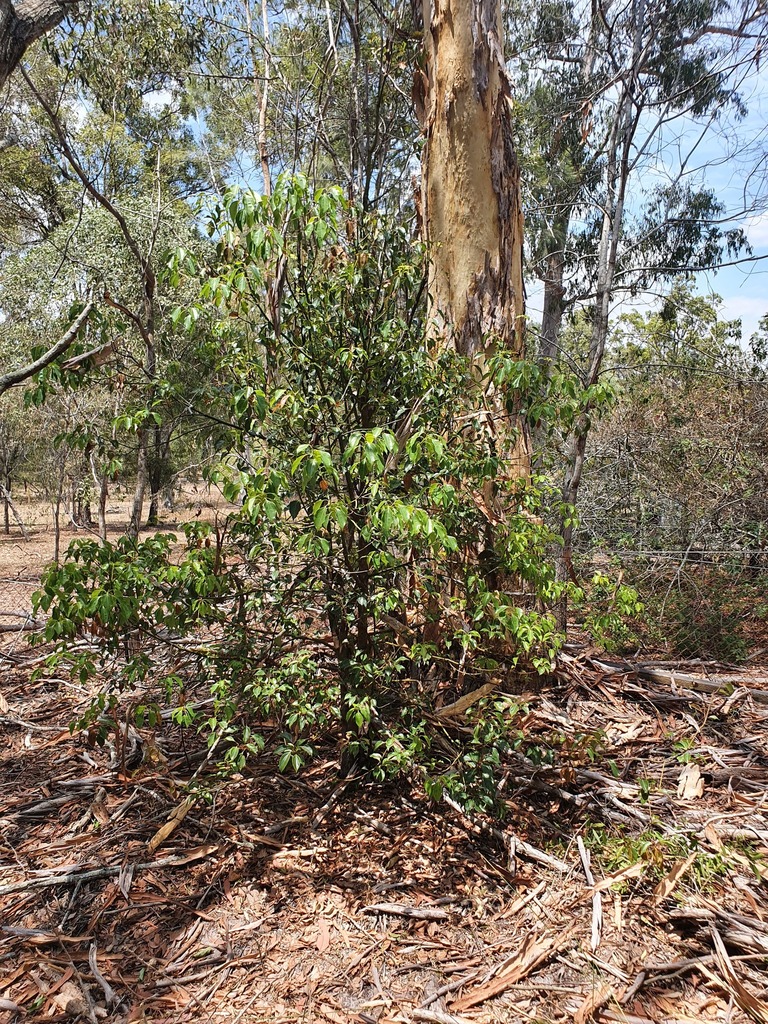Camphor Tree in October 2020 by PeterCopping · iNaturalist