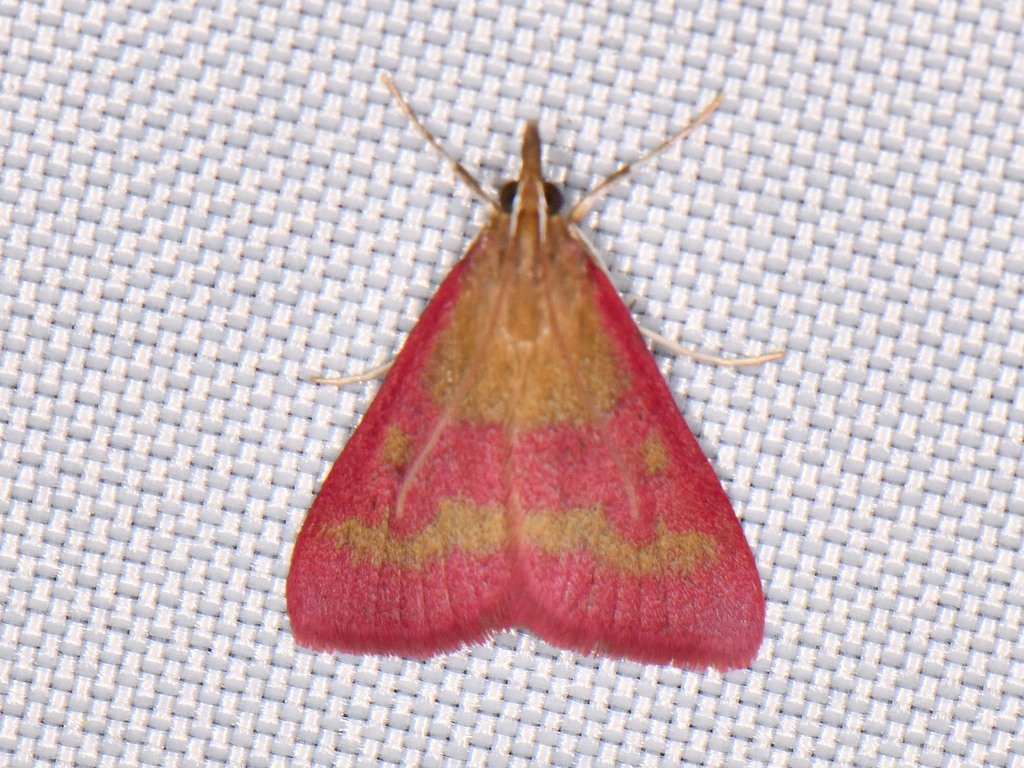 Southern Purple Mint Moth from Georgetown, TX, USA on March 23, 2024 at ...
