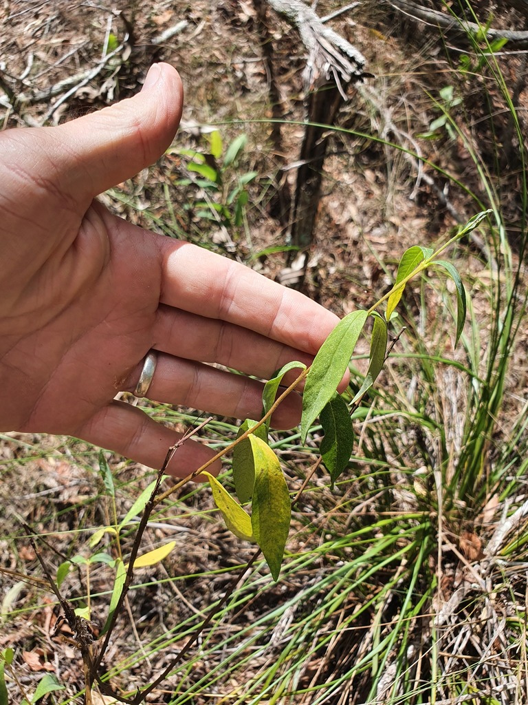 Bootlace Plant in October 2020 by PeterCopping · iNaturalist