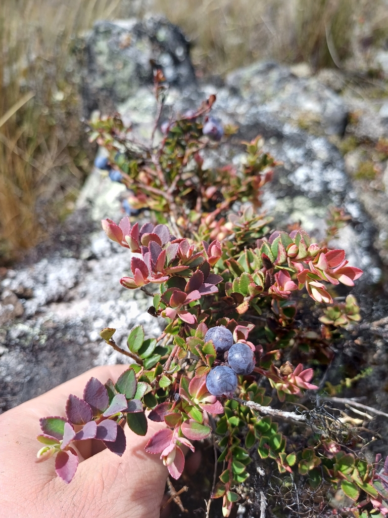Andean blueberry from Cuenca, EC-AZ, EC on March 24, 2024 at 03:02 PM by Milton Gordillo. A_Nap ...