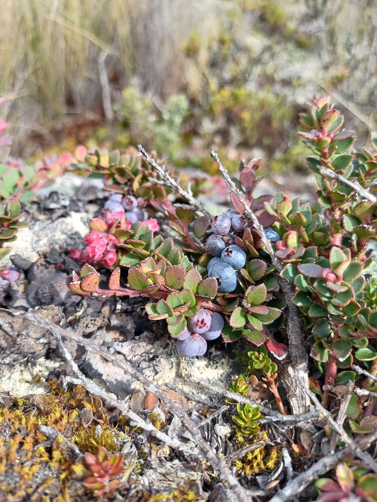 Andean blueberry from Cuenca, EC-AZ, EC on March 24, 2024 at 03:28 PM by Milton Gordillo. A_Nap ...
