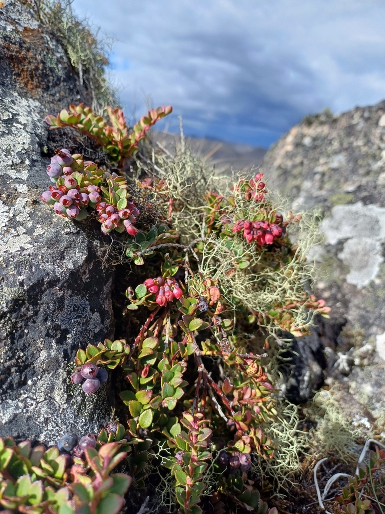 Andean blueberry from Cuenca, EC-AZ, EC on March 24, 2024 at 04:01 PM ...