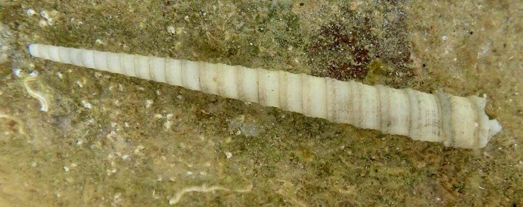 Terebra triseriata from Burleigh Heads Rocky Shores QLD, Australia on ...