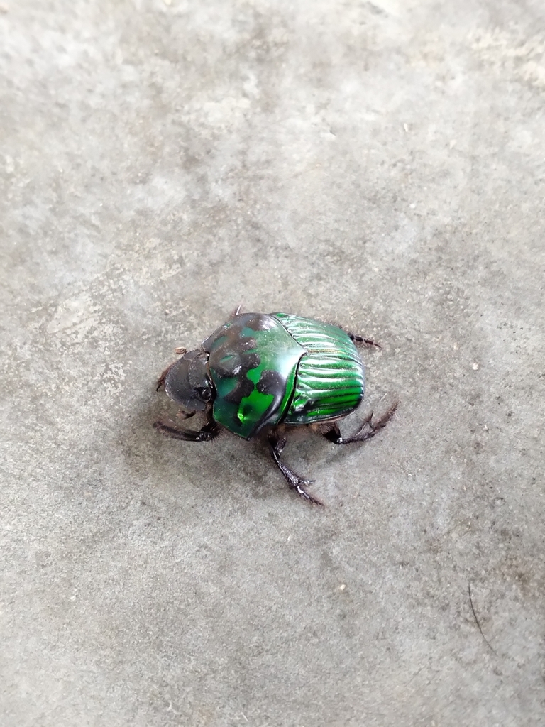 Rhinoceros Dung Beetle from Pereira, Risaralda, Colombia on March 21 ...