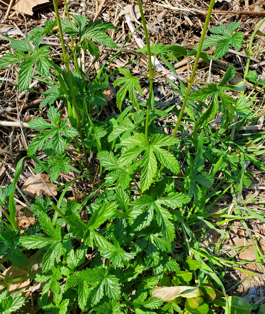 Humulus pubescens from Broken Arrow, OK, USA on March 23, 2024 at 03:40 ...