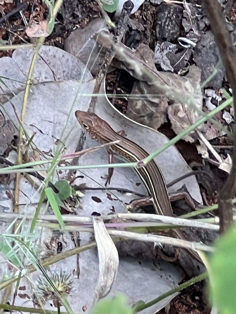 Plain Ctenotus from RAAF Base Tindal, Tindal, NT, AU on March 25, 2024 ...