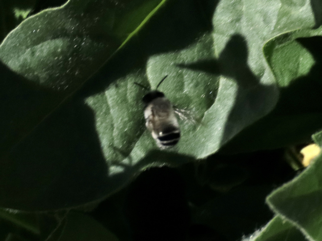 Common Digger Bees from Pima County, AZ, USA on February 22, 2024 at 11 ...