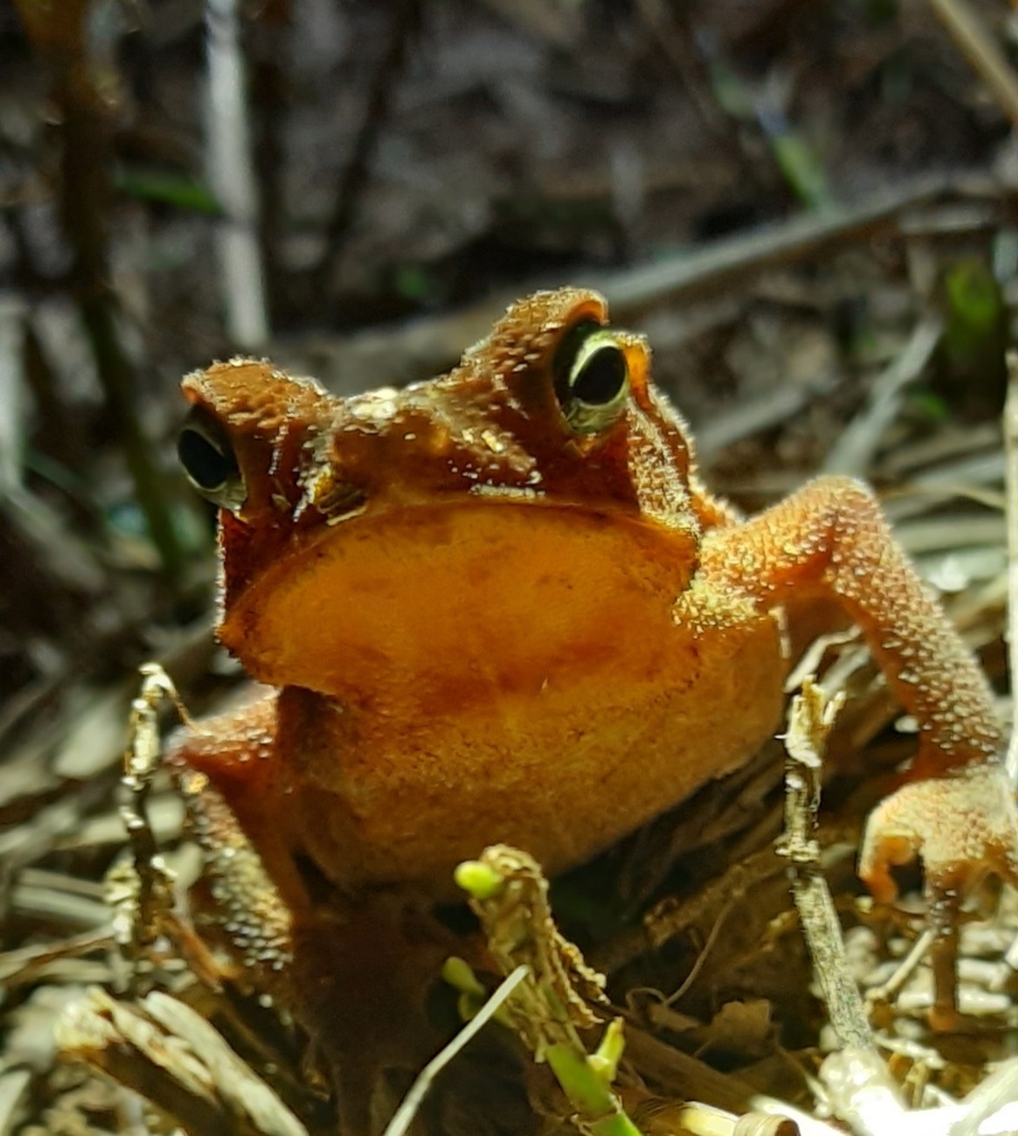 Forest Toad from San Rafael, Antioquia, Colombia on March 24, 2024 at ...