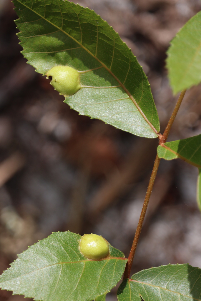 Scrub Hickory from Polk County, FL, USA on March 24, 2024 at 04:26 PM ...