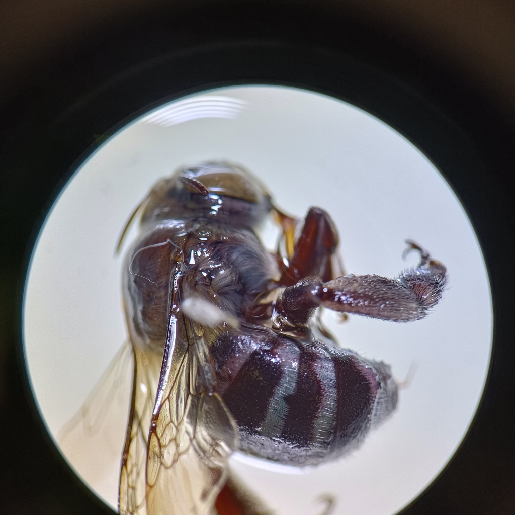 Blue-banded and Allied Digger Bees from Mount Remarkable National Park ...