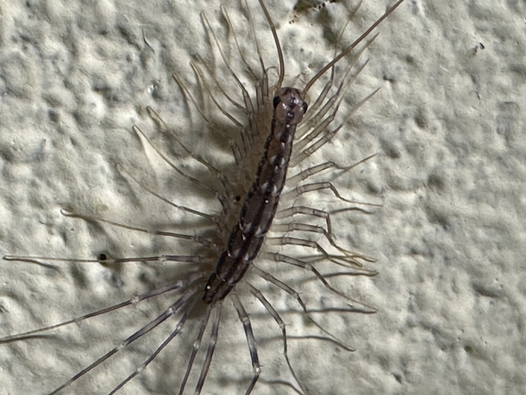 House Centipede from E Rusk Ave, Milwaukee, WI, US on March 19, 2024 at ...