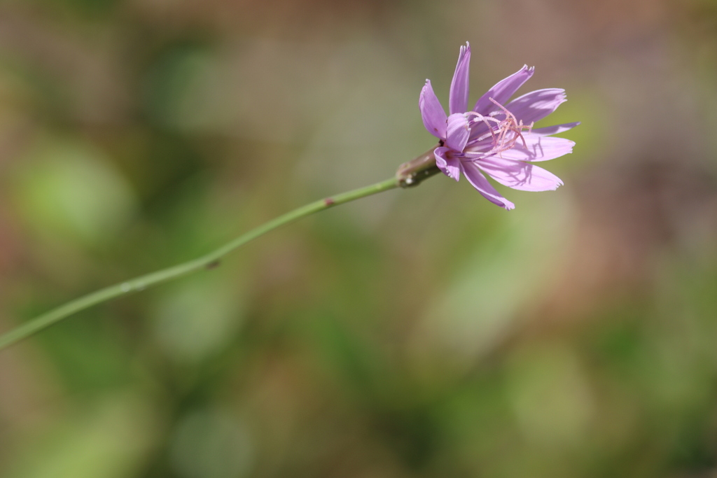 rose rush from Polk County, FL, USA on March 24, 2024 at 12:59 PM by LW ...